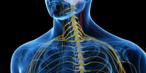 Nerf vague, pourquoi est-il important de le connaître