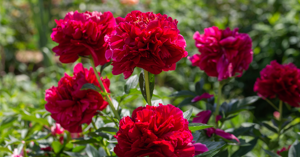 Pivoine - Tous nos conseils plantation, entretien, taille et multiplication