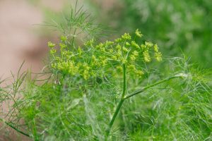 Les bienfaits de l'aneth, la plante miracle pour votre système digestif