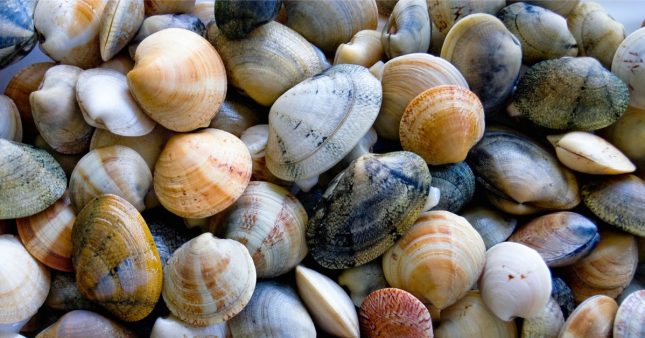 Dans la famille biodiversité ordinaire, la palourde commune