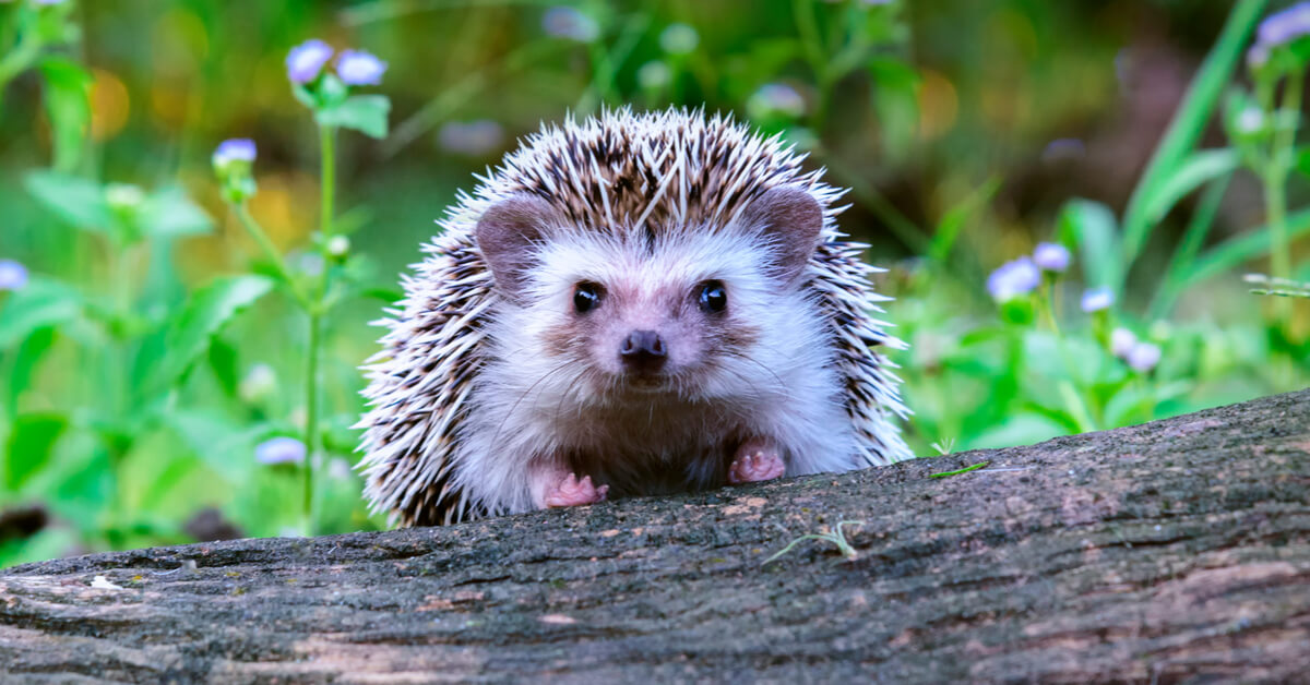 Êtes-vous prêt à relever la Mission Hérisson avec la LPO à vos côtés