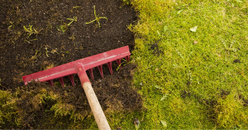 Comment faire germer un noyau de datte