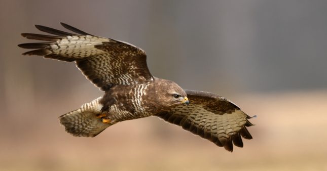 Dans la famille biodiversité ordinaire, protégeons la buse variable