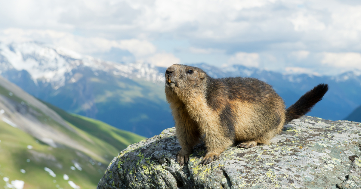 Marmotte