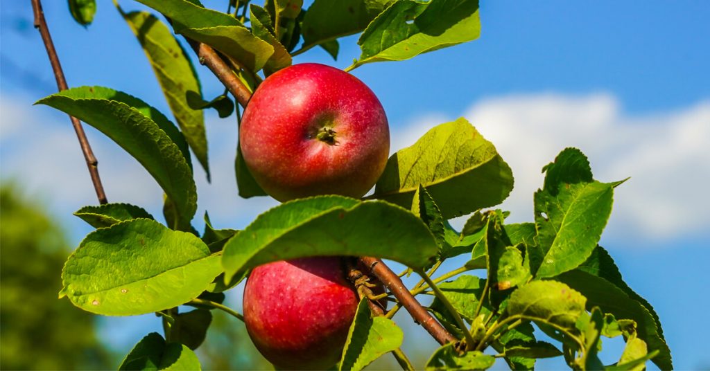 Adoptez un fruit ou un légume violet, aliments aux nombreux bienfaits