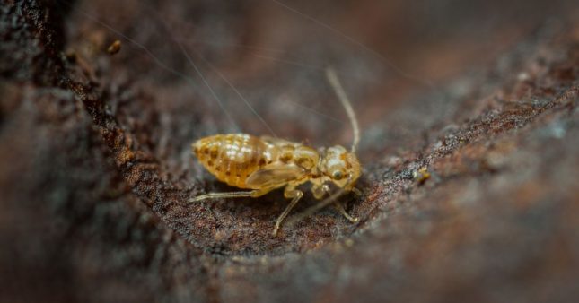 Des psoques dans la maison ! Que faire