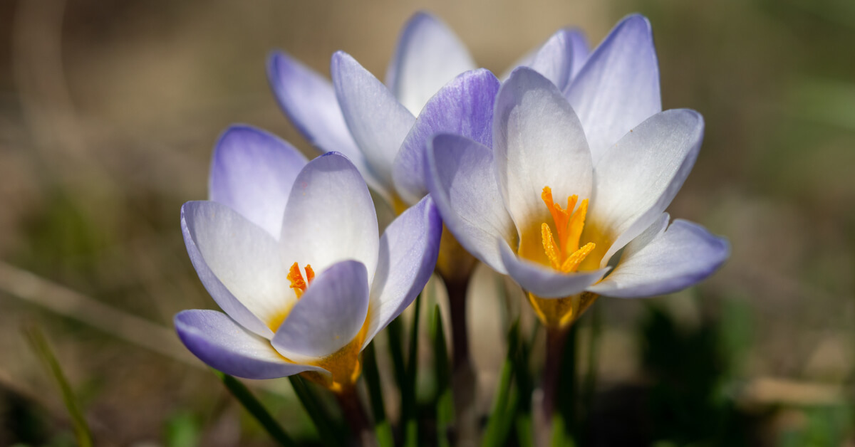Crocus, une délicate plante à bulbe à retrouver chaque année