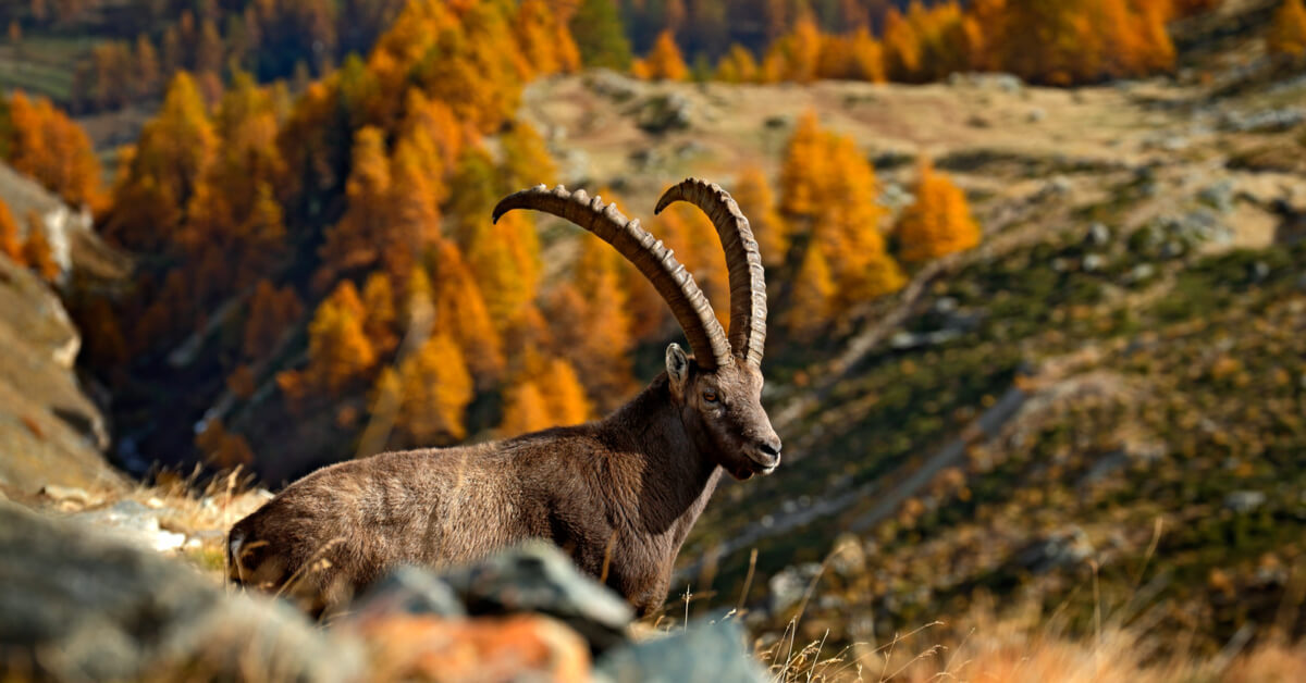 Dans la famille biodiversité ordinaire, protégeons le bouquetin