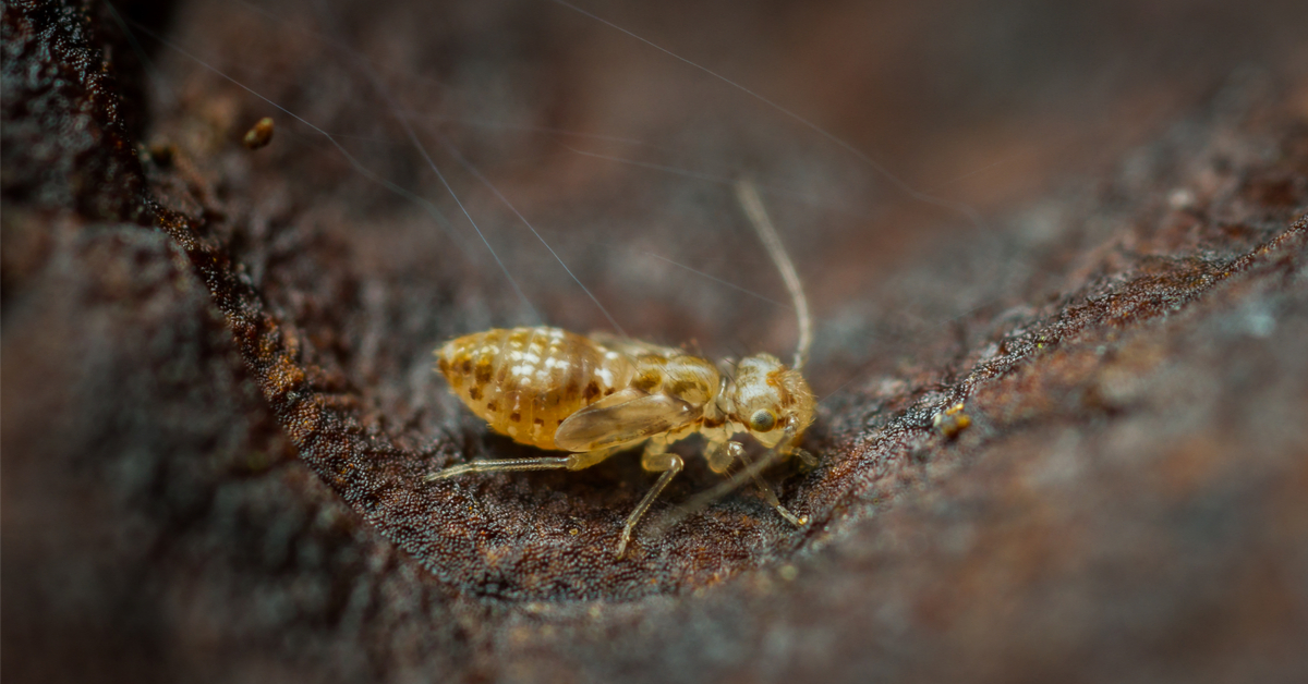 Insecte Rampant Humidité Maison | Ventana Blog