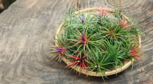 Tillandsia : cette mystérieuse plante sans racine