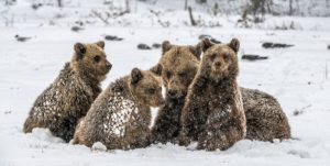 Comment se passe l'hiver pour les animaux qui hibernent