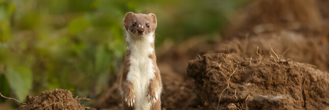 Dans la famille biodiversité ordinaire, protégeons la belette