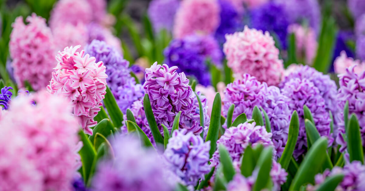 Bulbes de printemps ou bulbes d'automnes : les bases pour se lancer