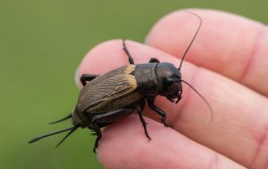 Dans la famille biodiversité ordinaire, protégeons le grillon