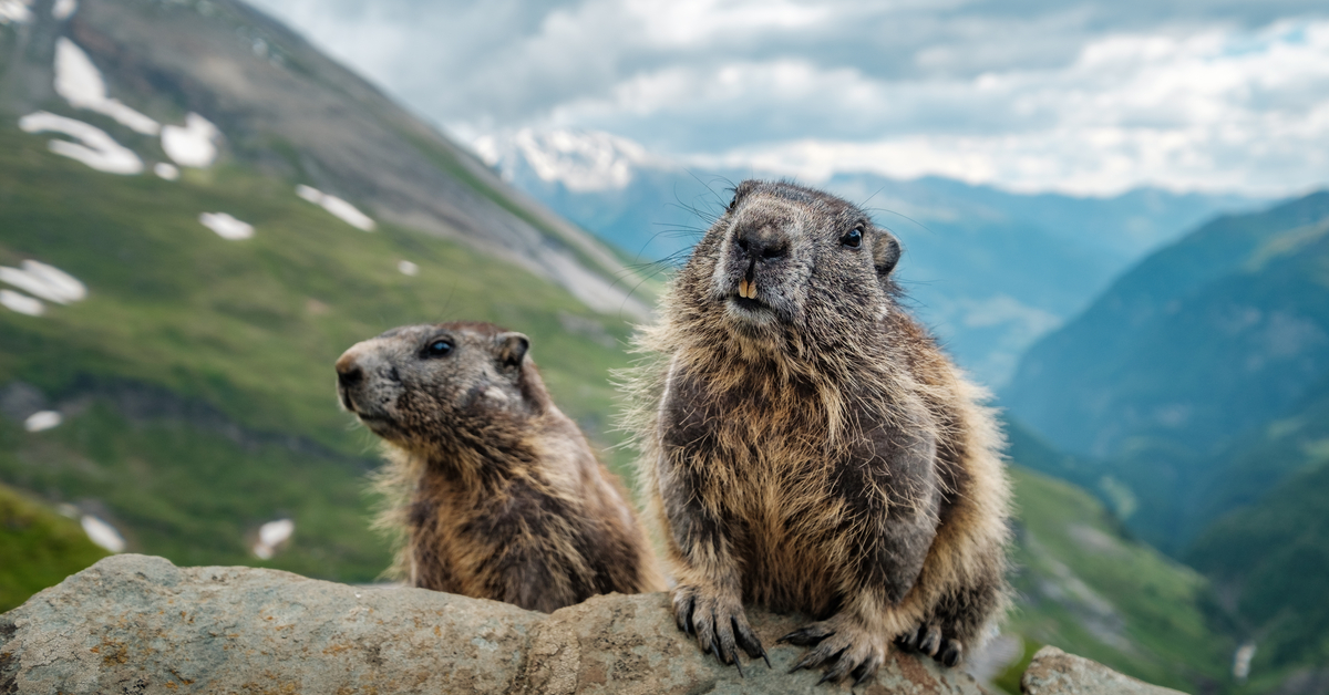 Des marmottes 'enterrées vivantes' sous une nouvelle piste de ski