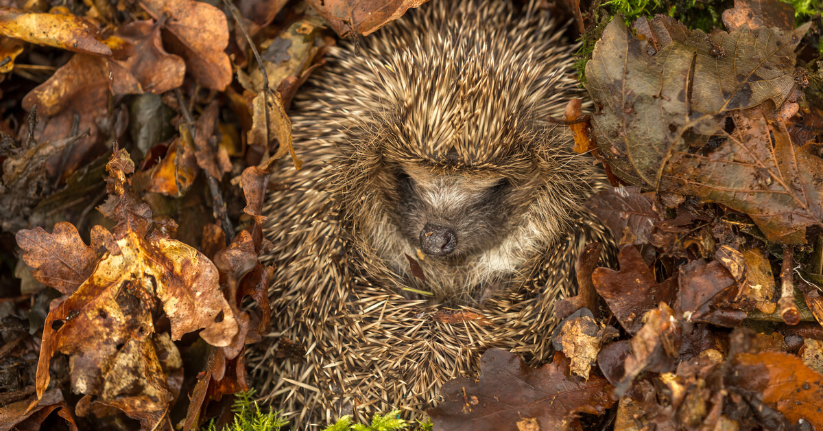 Comment se passe l'hiver pour les animaux qui hibernent