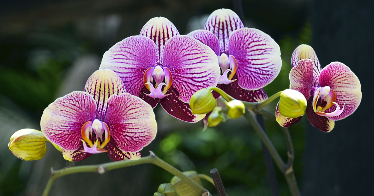 Entretien orchidée : faites refleurir les fleurs pour les fêtes