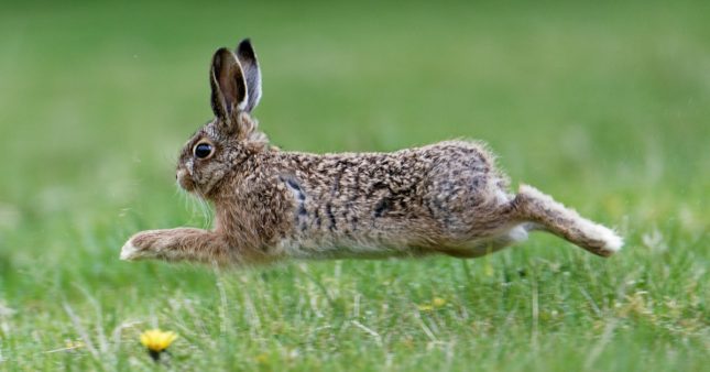 Dans la famille biodiversité ordinaire, protégeons le lièvre