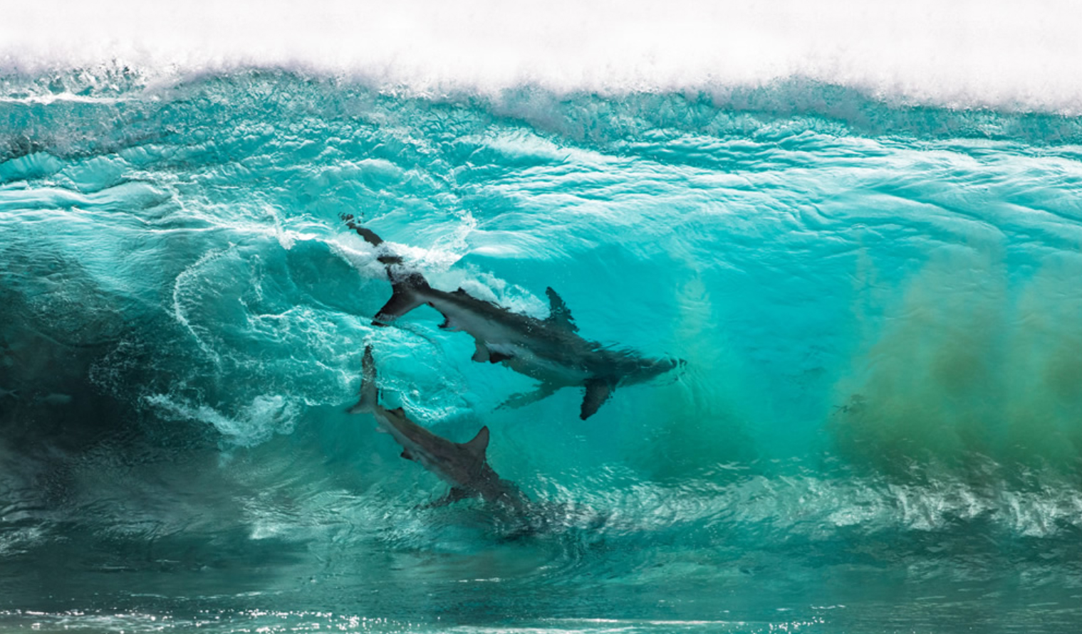 Les 7 gagnants du Ocean Photography Awards 2020
