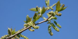 Tout savoir sur la taille du mûrier platane