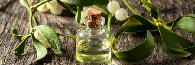 Vive le gui, plante sacrée pour se soigner tout au long de l'année