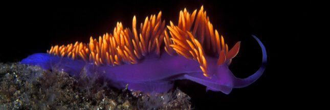 Limace de mer : 5 photos aussi splendides qu'intrigantes