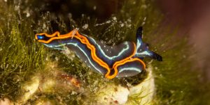 Limace de mer : 5 photos aussi splendides qu'intrigantes