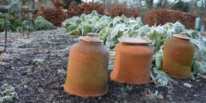 Jardinage par saison : que faire au jardin en février