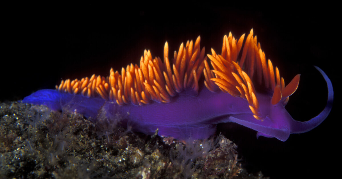 Limace de mer : 5 photos aussi splendides qu'intrigantes - Page 2 of 5 ...