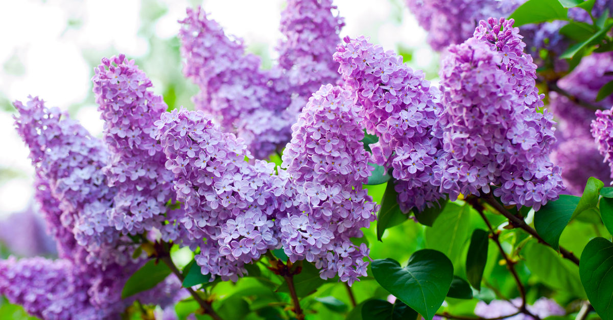 Tous les conseils pour maîtriser la taille du lilas, un arbuste fleuri