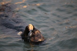 Les 6 animaux parmi les plus intelligents en images