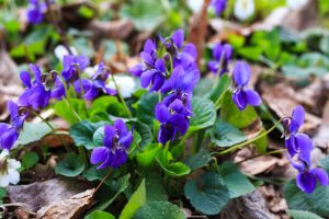Mettre des violettes dans son jardin : nos conseils d'entretien