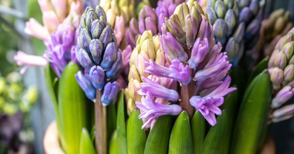 Comment planter et bien entretenir vos jacinthes