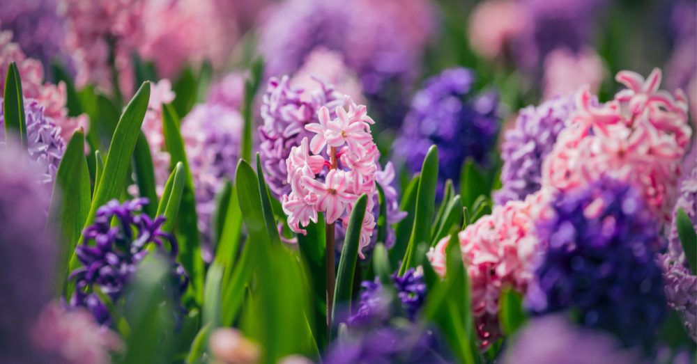 Comment planter et bien entretenir vos jacinthes