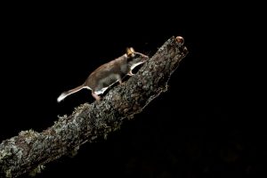 Dans la famille biodiversité ordinaire, protégeons le lérot