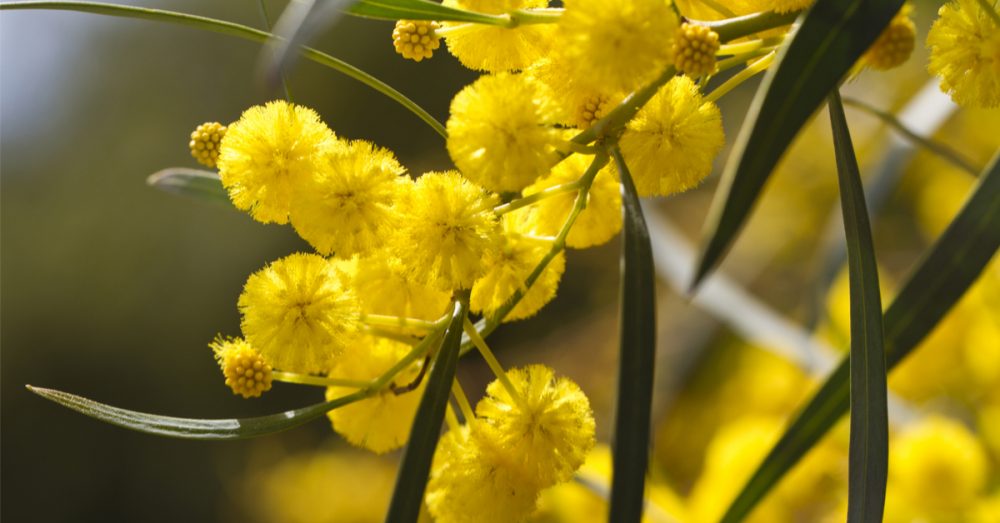 Faire pousser du mimosa en pot chez soi : une bonne idée