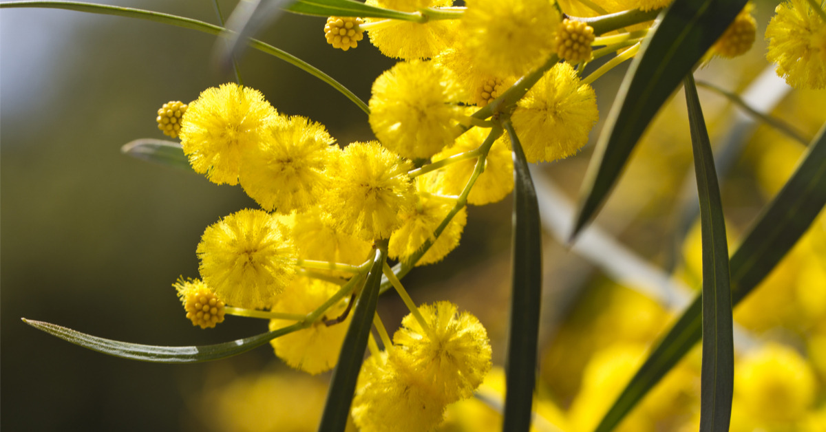 Faire pousser du mimosa en pot chez soi : une bonne idée
