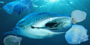 Microplastiques dans les océans : le point de non retour est-il atteint