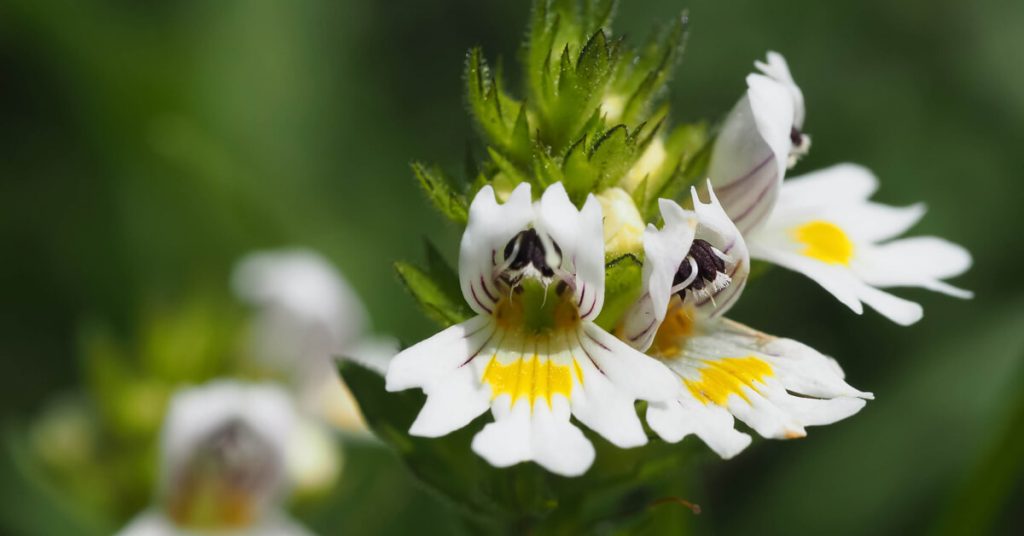 L'euphraise pour les problèmes oculaires : plante médicinale anti ...