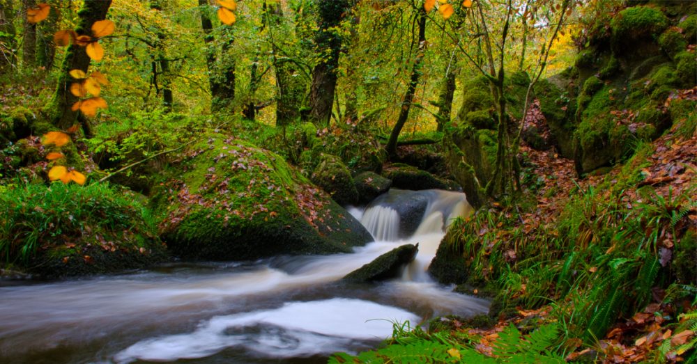 Comment célébrer la journée internationale des forêts avec l'ONF