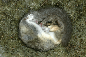 Dans la famille biodiversité ordinaire, protégeons le loir