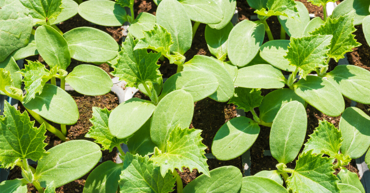 Semis courgette : tout savoir pour les réussir à coup sûr
