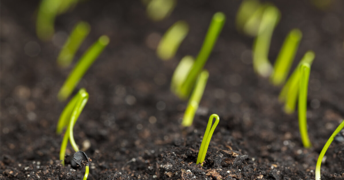 Tout savoir pour réussir vos semis d'oignon