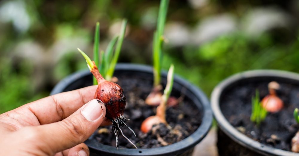 Tout savoir pour réussir vos semis d'oignon au printemps