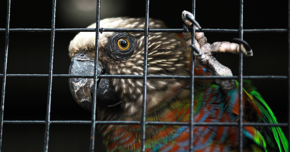 Chiens Domestiques Exotiques Qu'est Il Possible De Faire Avec Son