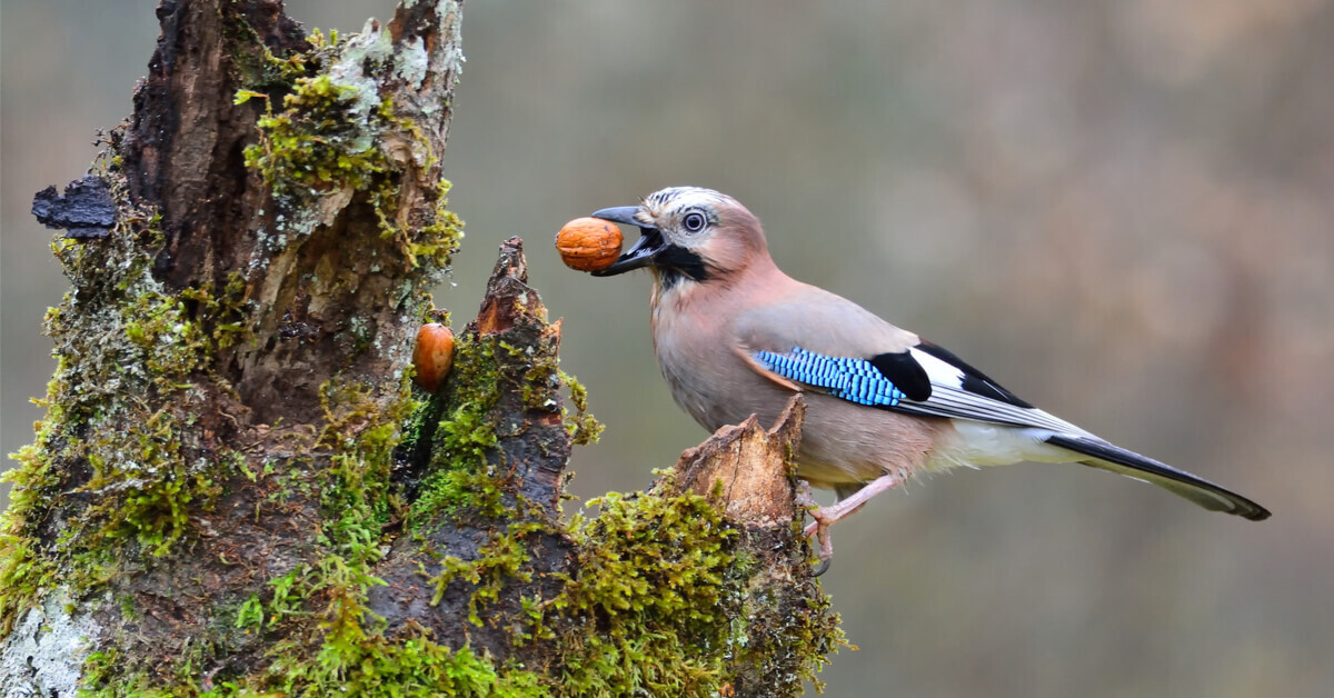 Dans la famille biodiversité ordinaire, protégeons le geai des chênes