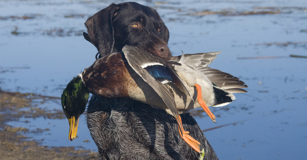 Des canards élevés pour la chasse dans des conditions atroces - les ...