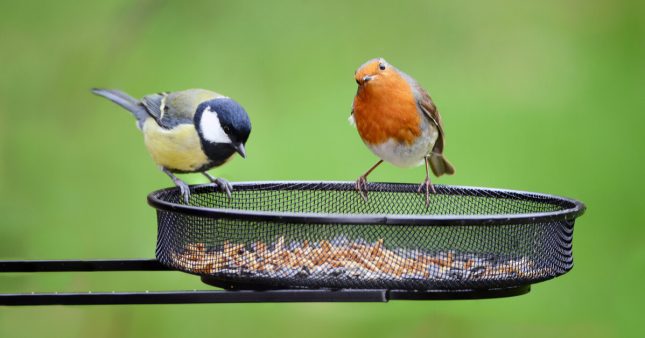 Les oiseaux de nos jardins, aussi utiles que beaux