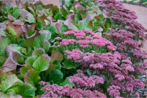 Quelles plantes faire pousser à l'ombre