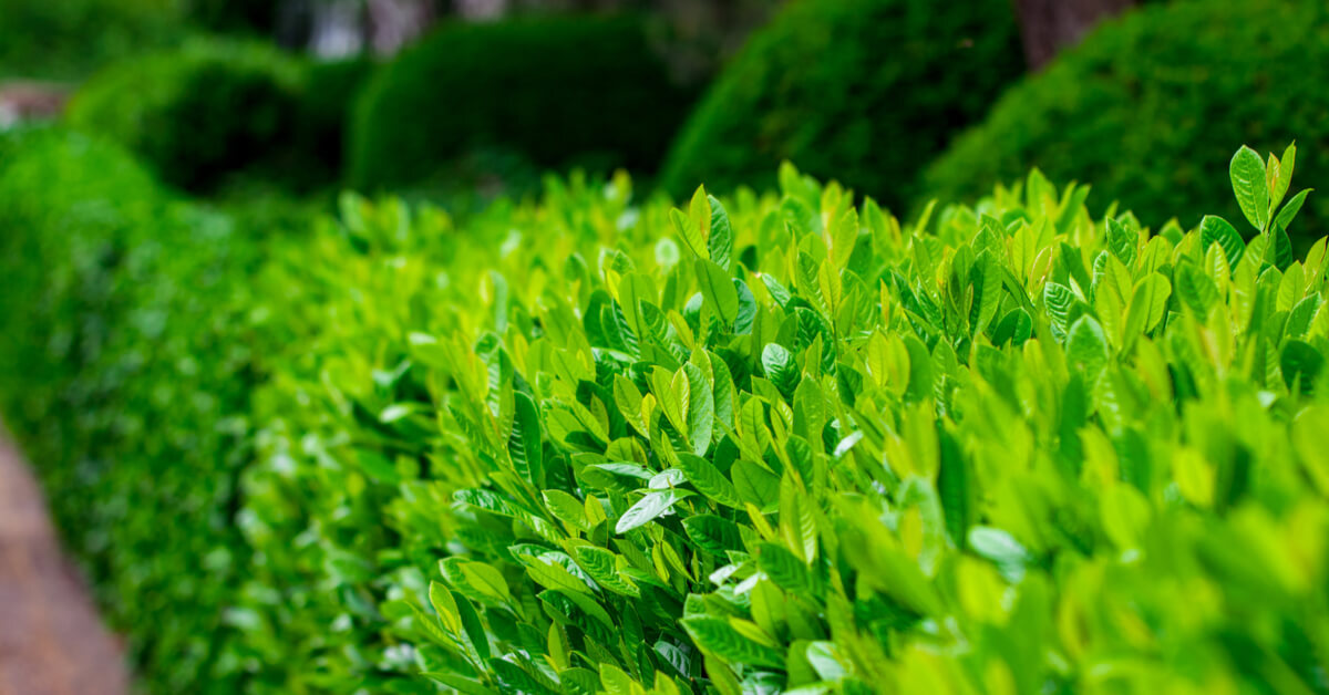 Quel arbuste de haie choisir pour votre jardin